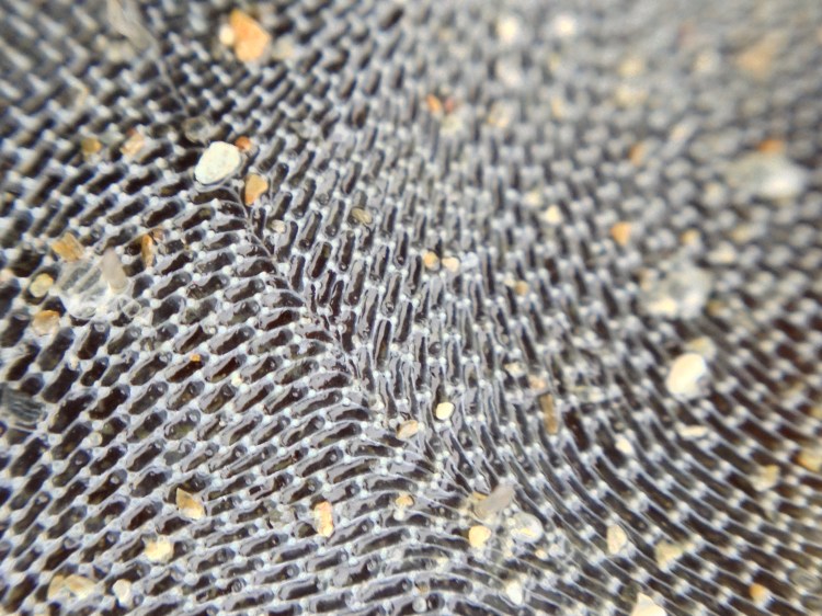 Sea mats | An Bollenessor